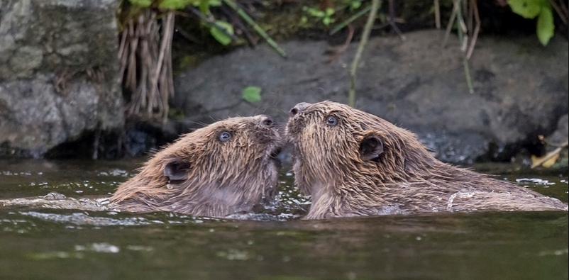 White Wolf : 10 Animals Who Mate For Life (Photos)