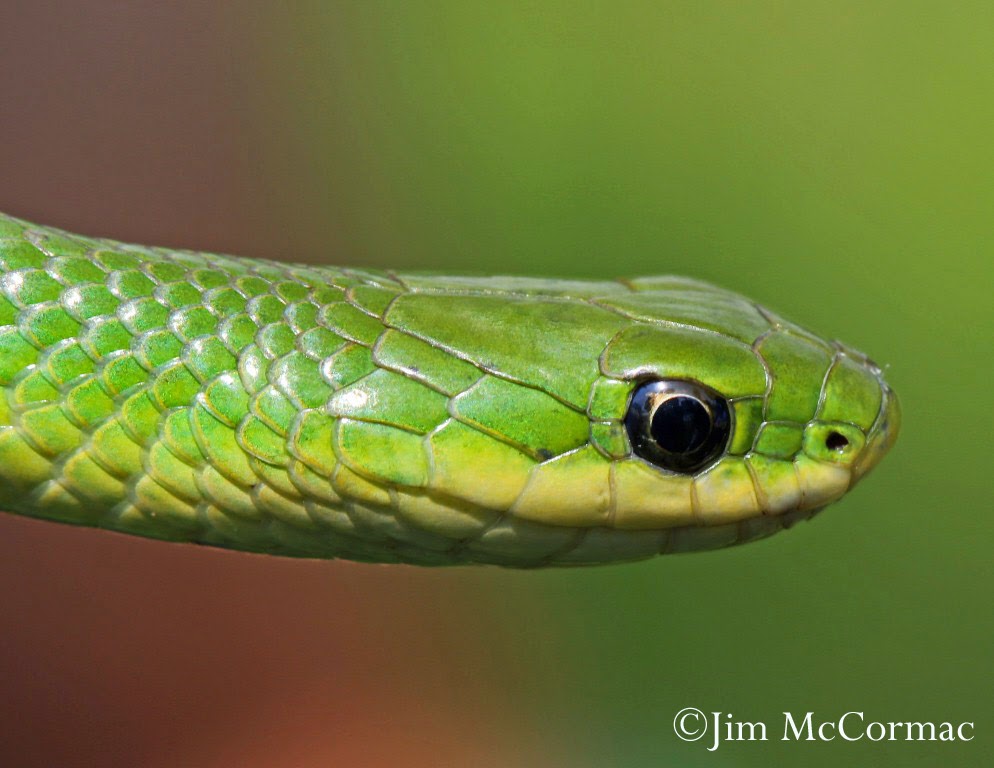 Ohio Birds and Biodiversity: A "life" snake!!! And more snakes!