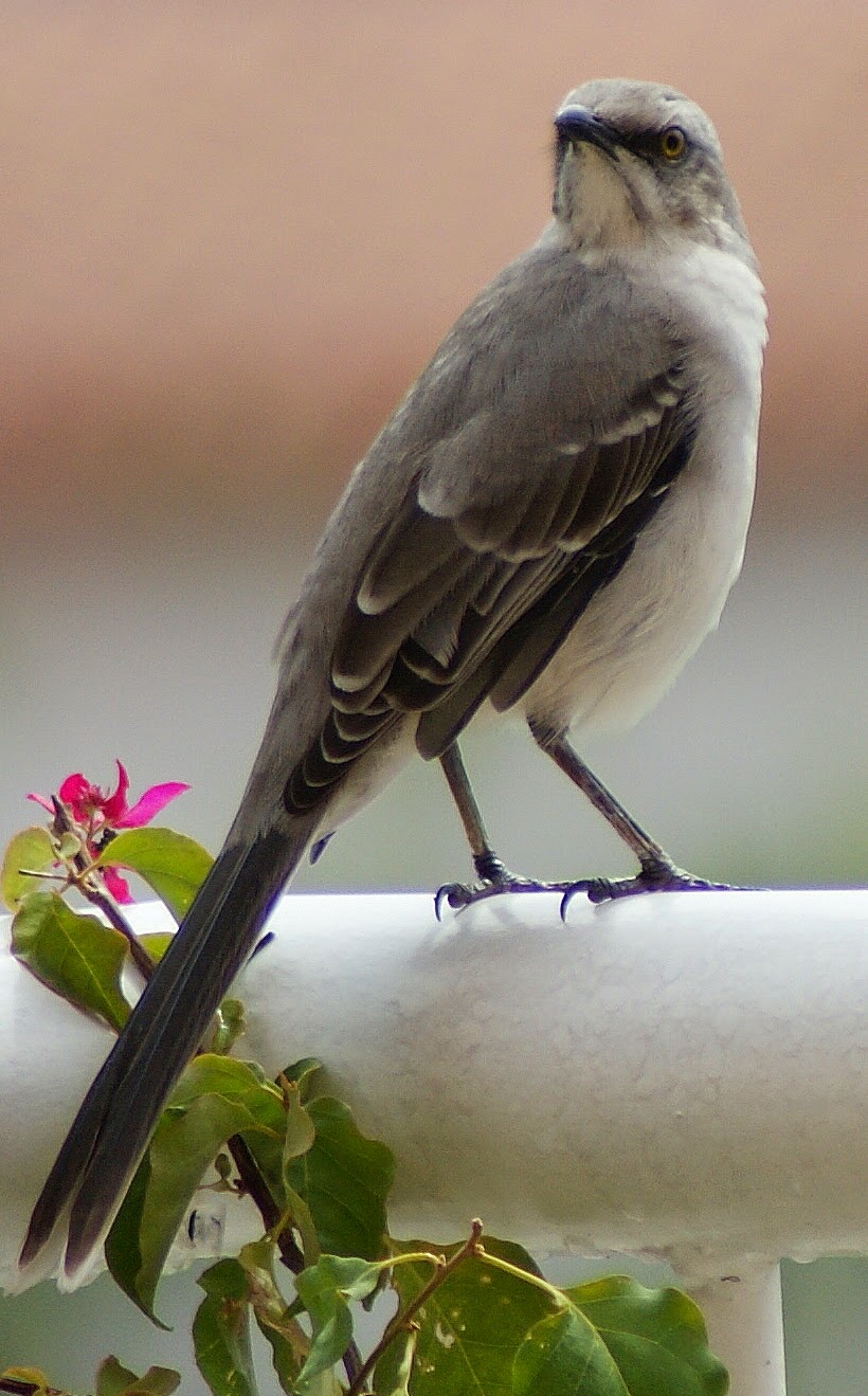 Bellas Aves de El Salvador: Mimus polyglottos (zenzontle del norte o ...