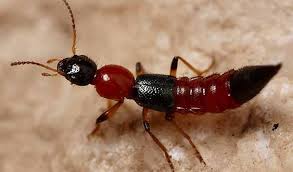 Fakta Mengerikan Semut Semai (Tomcat) yang belum anda ketahui, dan Cara ...