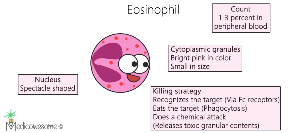 Immense Immunology Insight: Eosinophil