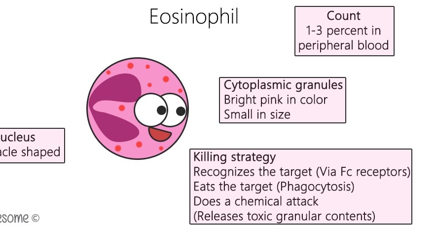 Immense Immunology Insight: Eosinophil