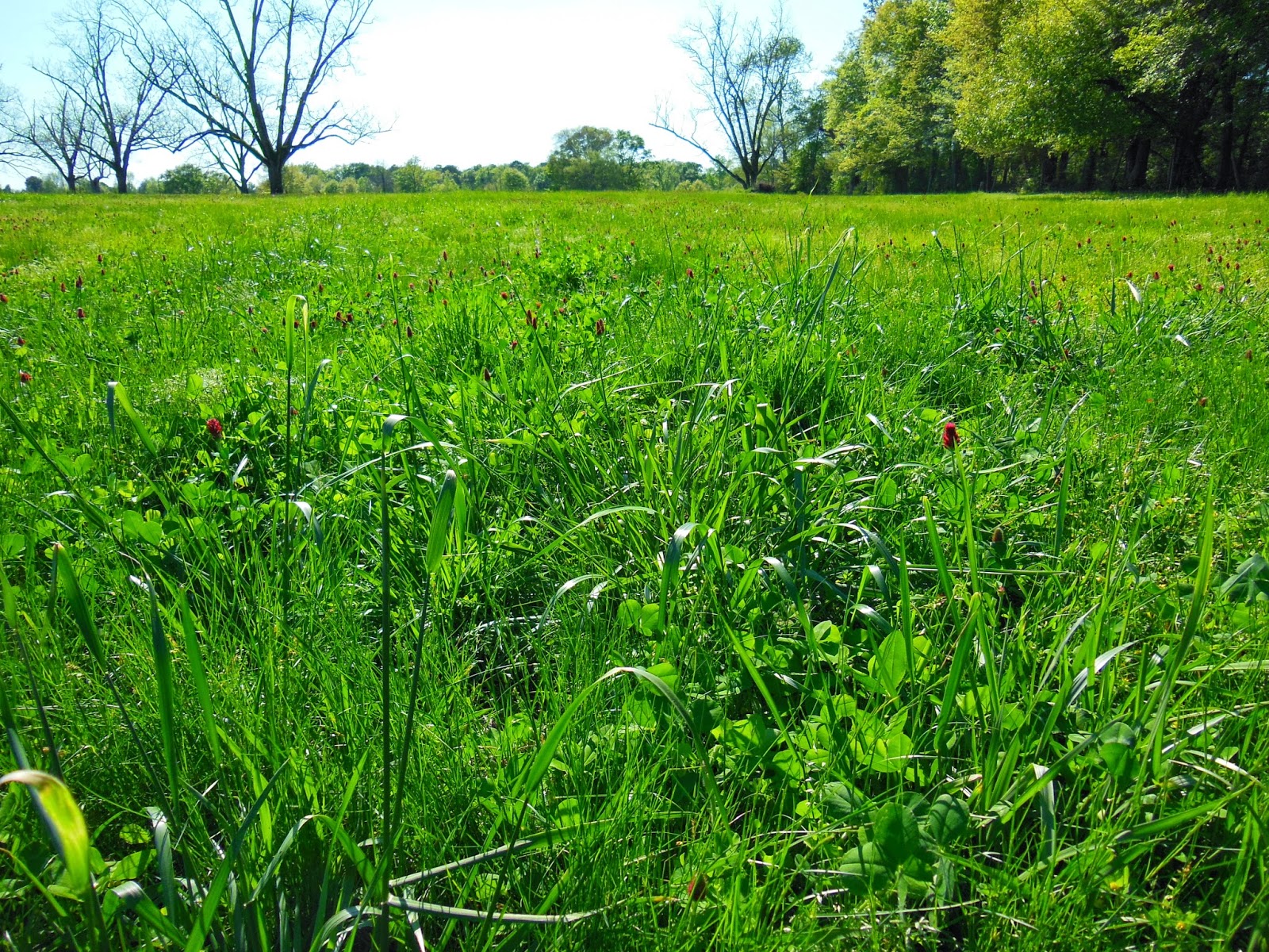 Livestock Communication: Legumes for Improving Pasture Productivity ...