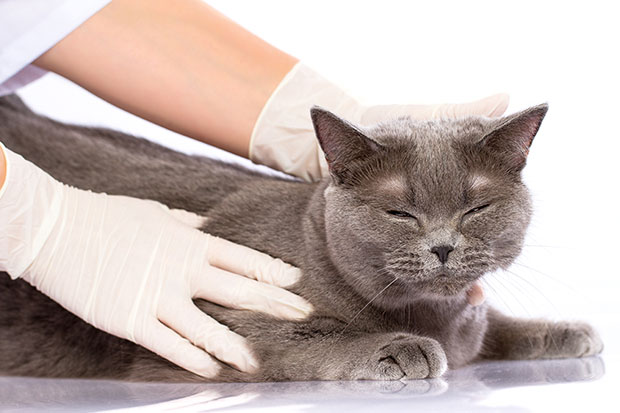 Cat Advice Ringworm In Cats Treatment And Prevention