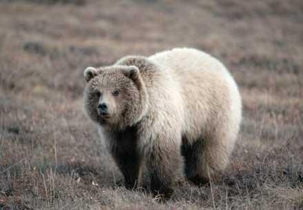 VAHŞİ HAYVAN RESİMLERİ VAHŞİ HAYVANLAR-Manzaralar