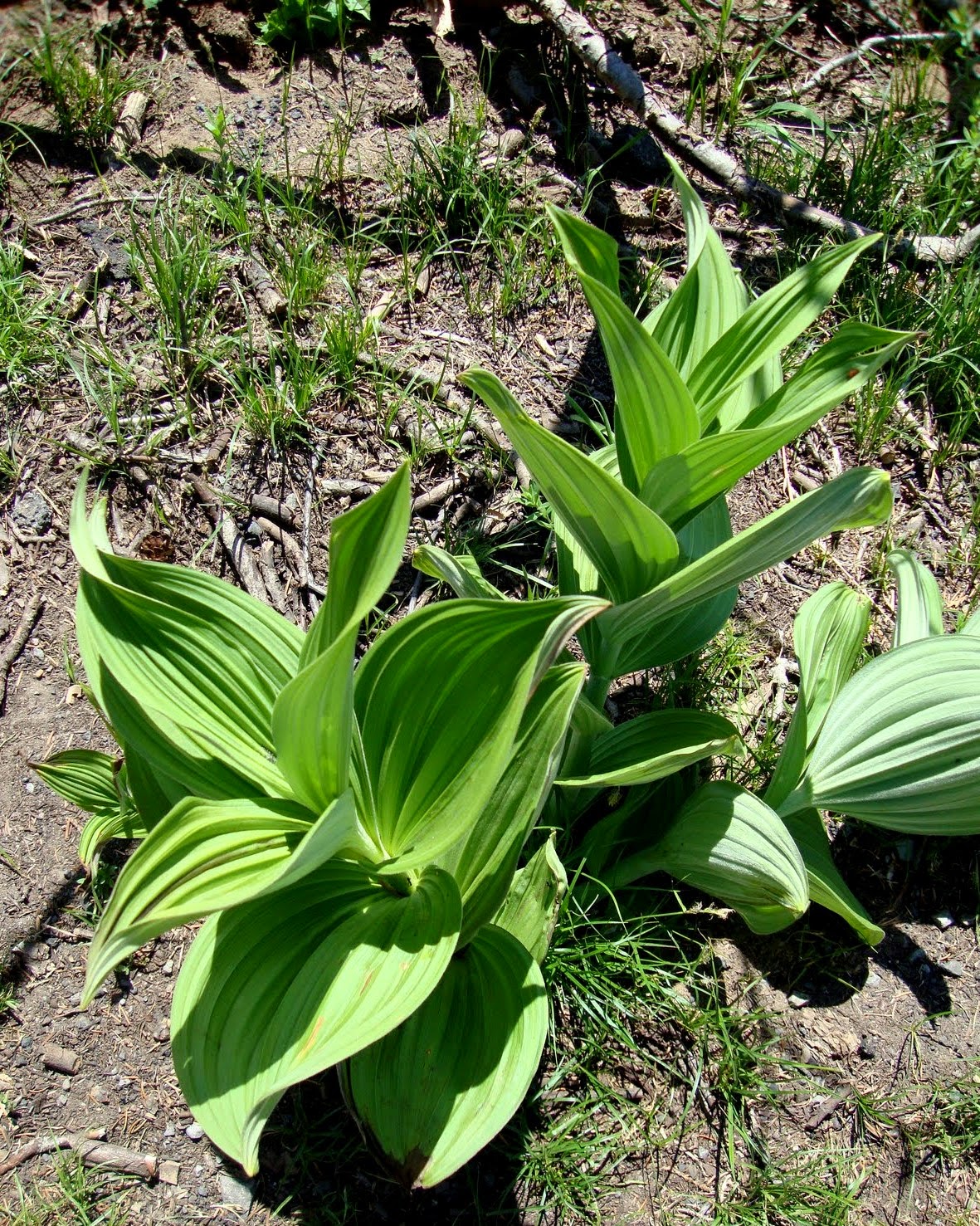 danger garden: Veratrum californicum is my favorite plant in the garden ...