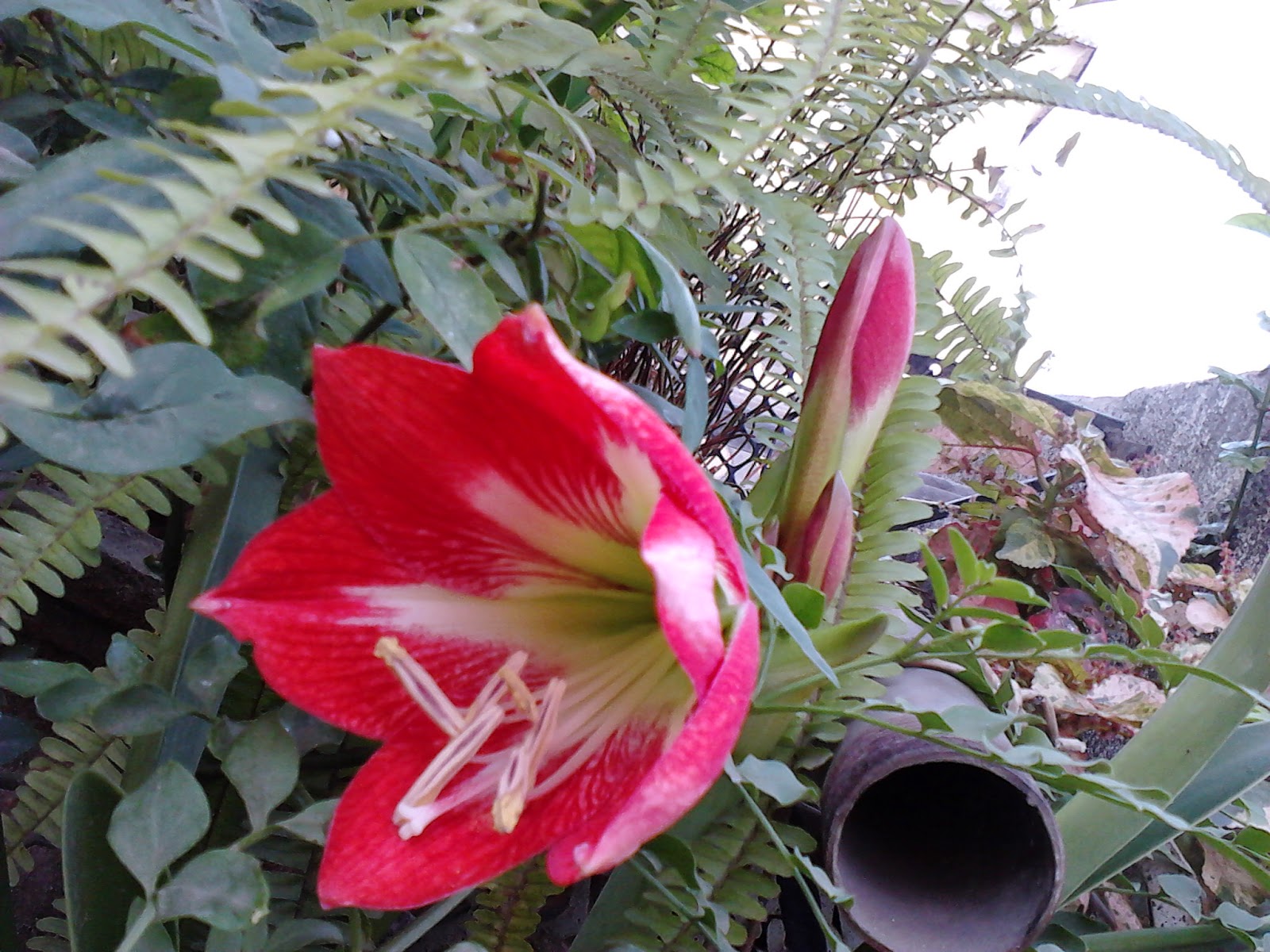 Garden Care Simplified: Red Color Leaves Agave Plants Fruits and Care ...