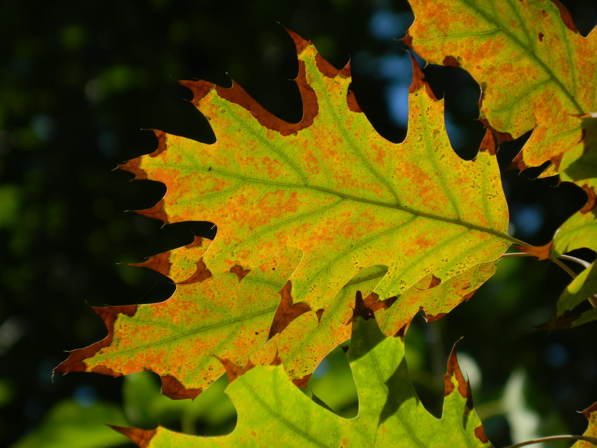 LA MULTI ANI, ROMANIA!: Frunze de stejar viu colorate