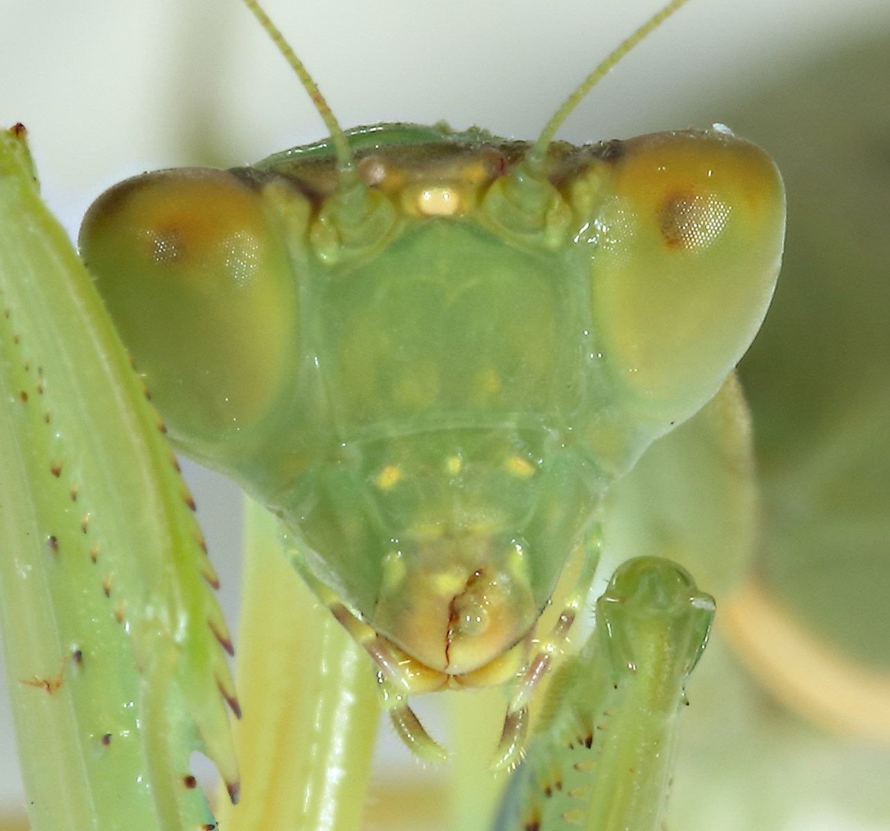 BunyipCo: A Look At Some Local Mantids