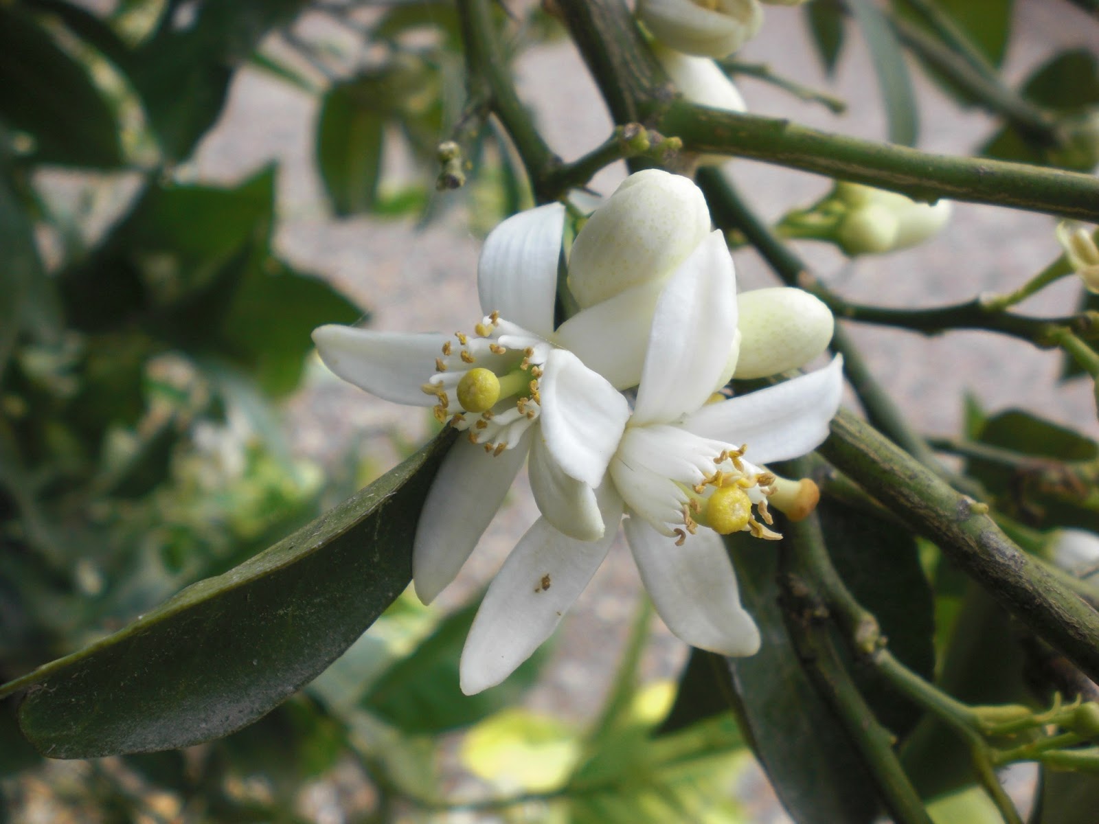 Perfumes y luces de Extremadura: Las flores del naranjo.