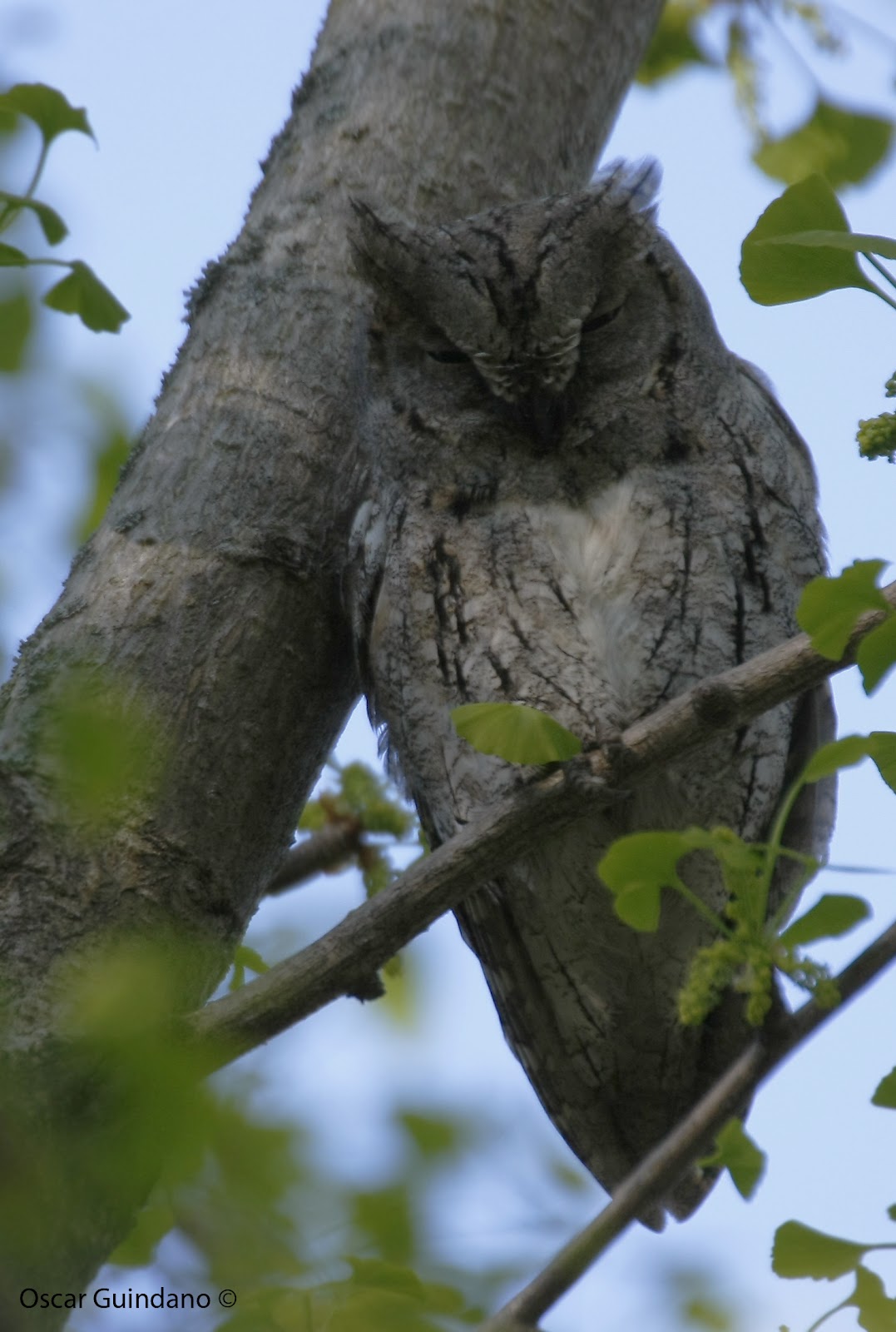 Navarra al natural: Autillo europeo. Llega la primavera.