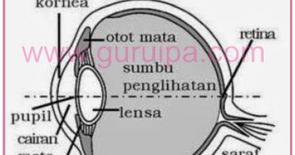 Pengertian dan Macam-macam Alat Optik (Mata, Lup, Kamera, Mikroskop ...