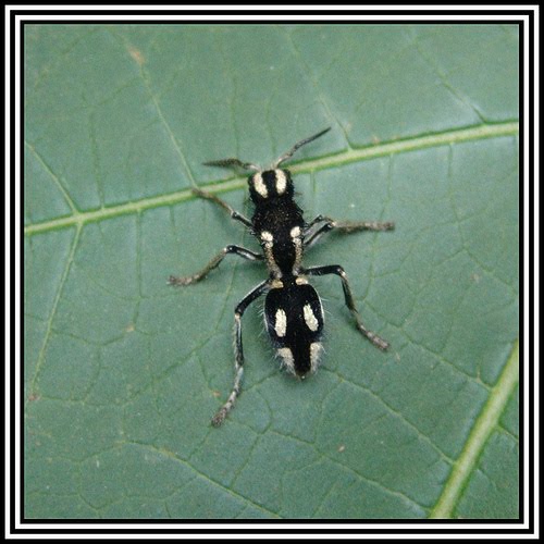 Arara Azul: Formiga Onça - Bastante comum na nossa regiao.