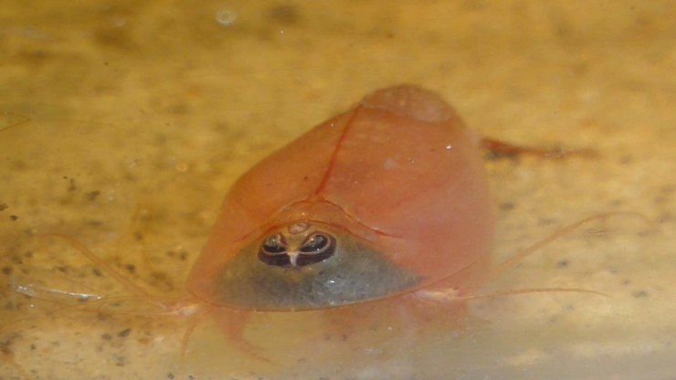 Urzeitkrebse Blog von Triops King dem Triopsshop: WELTNEUHEIT Triops ...