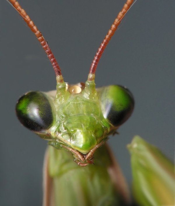 Les mantes religieuses - Bioparc