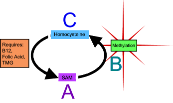Autism in Paradise: MTHFR and Autism