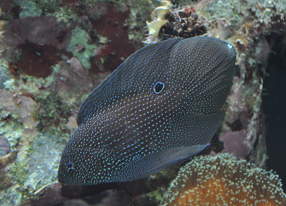 ZOOTOGRAFIANDO (6.096 ANIMALS): BETA MARINO COMETA / ARGUS COMET ...