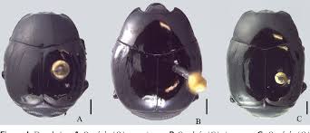 INSECTOS DE P.R. In Memoriam Dr Luis F Martorell y Dr Alain Liogier ,DR ...