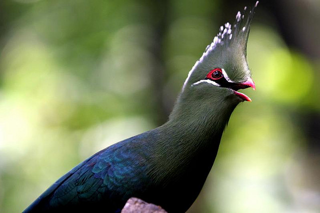TURACO BIRD photos - wallpapers | the fun bank