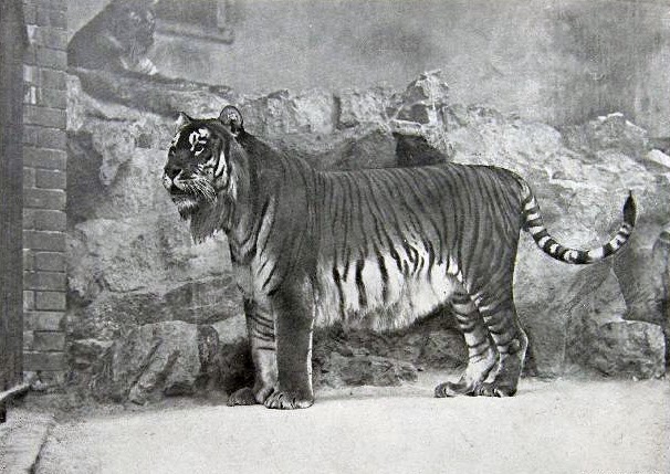 Million Posts: Check out the Most Amazing Extinct Animals!