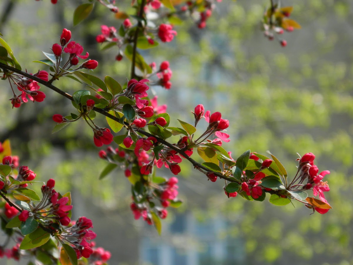 LA MULTI ANI, ROMANIA!: Crengi cu flori rosii