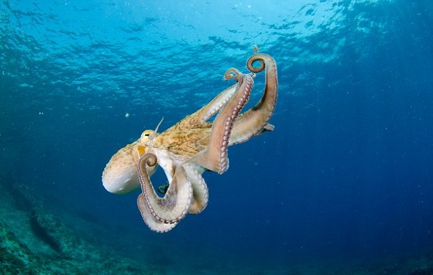 Ábaco de colores: El pulpo alpinista