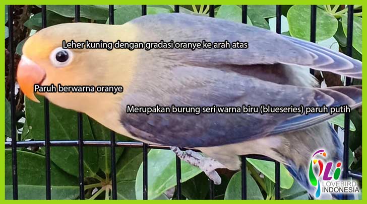 Lovebird Parblue (FC Turquoise Blue) Jenis & Gambar Parblue