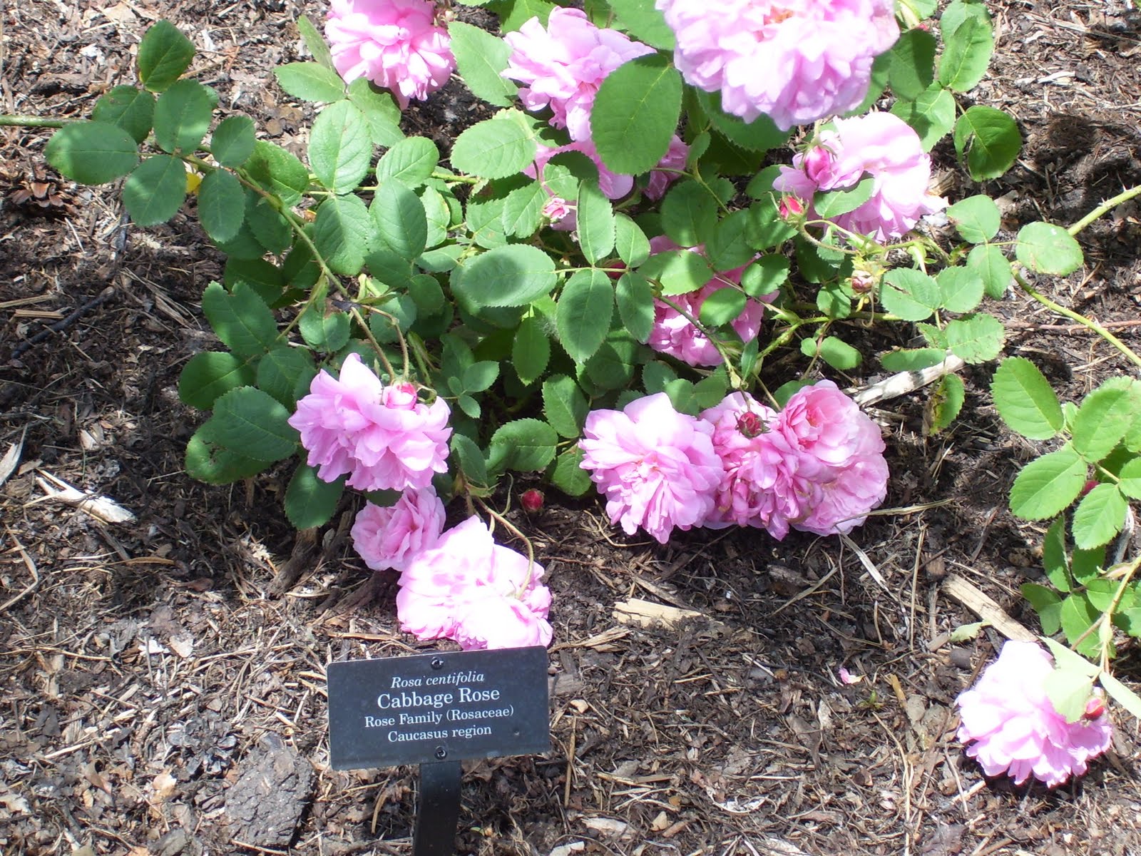 Talking to Plants: Incredible Roses at the Chicago Botanical Garden