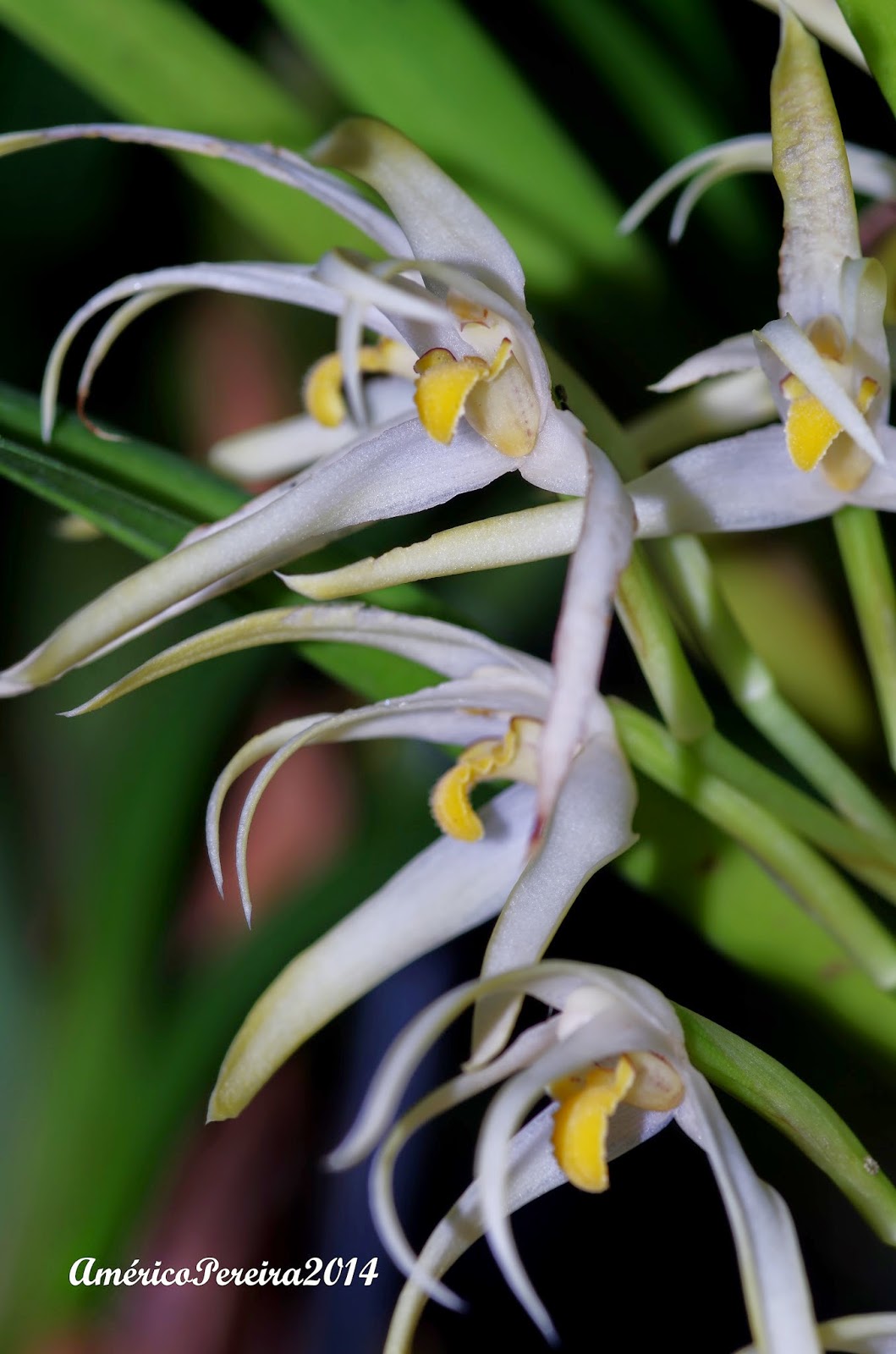 Orquídeas soltas: Maxillaria ochroleuca