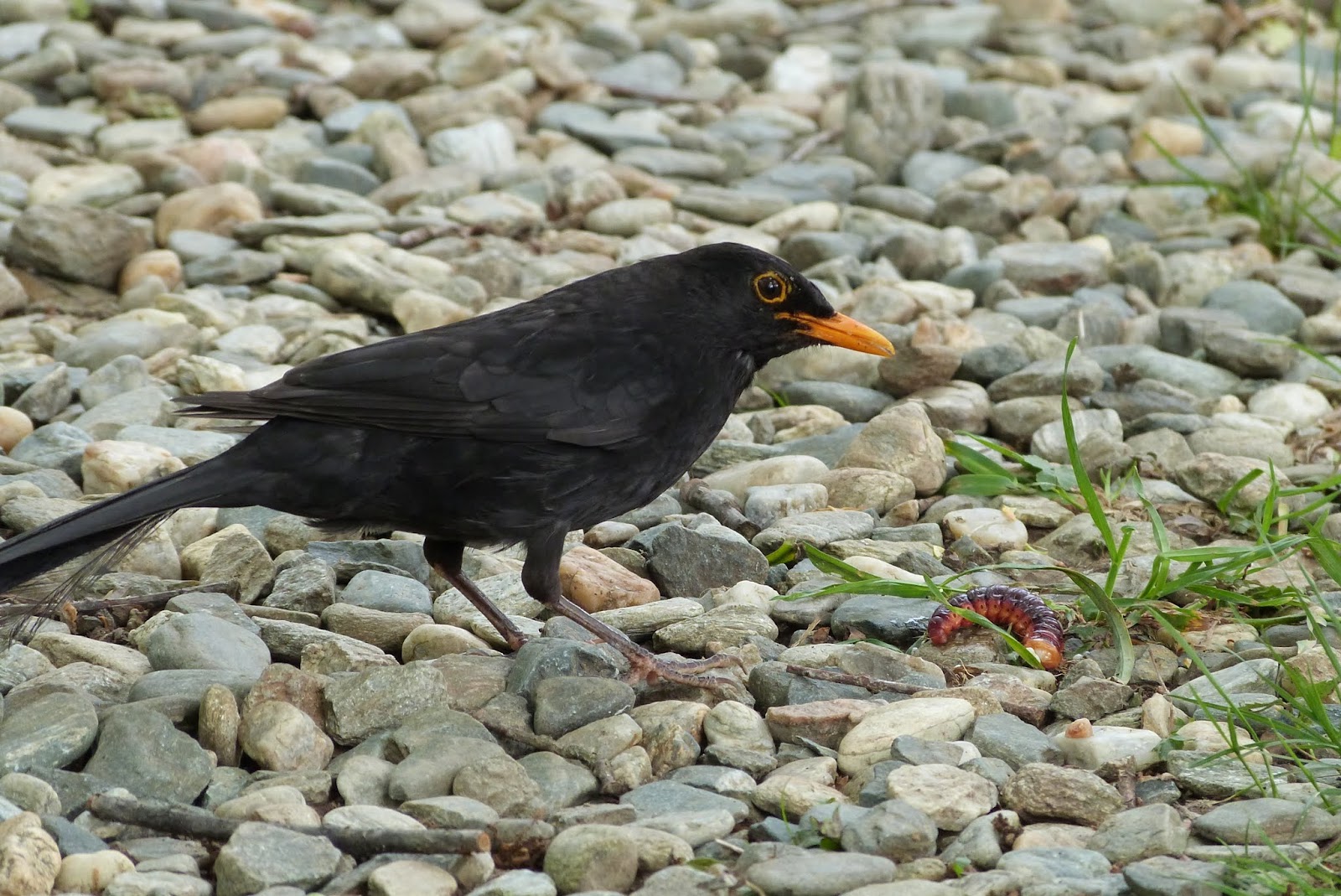 Frumusetile naturii: Mierla (Turdus merula)