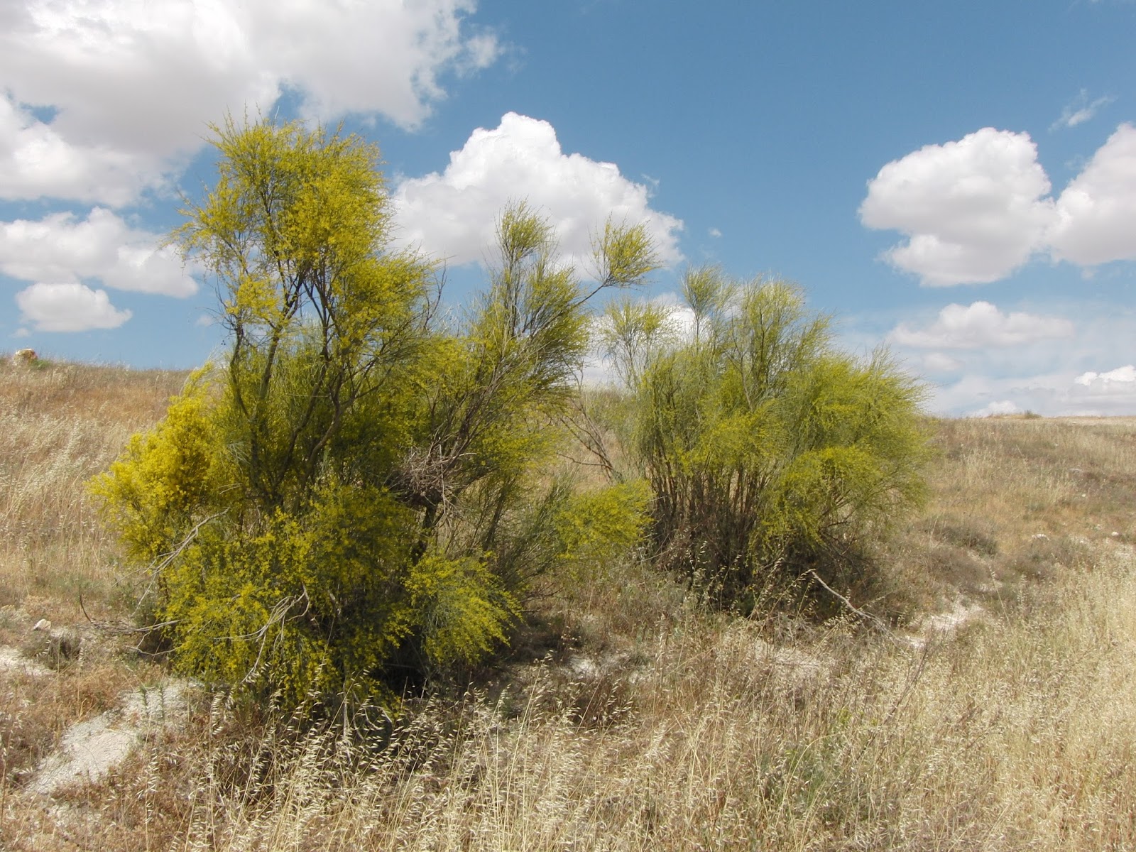 Flora y vegetación de Seseña y su entorno: Retamares 1. ¿Que causas ...
