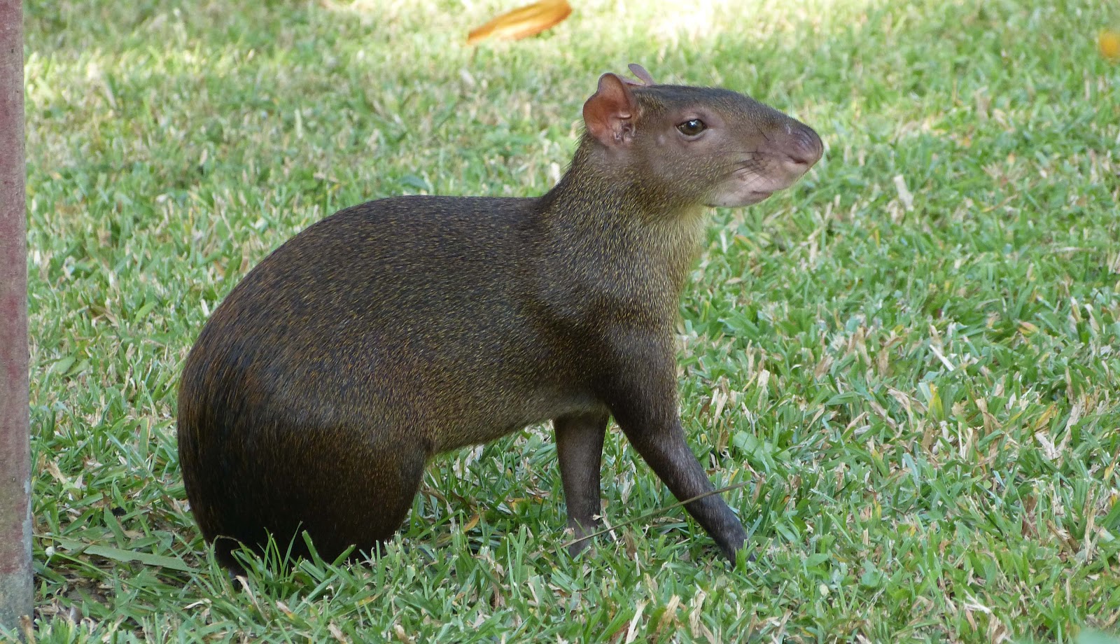 Norfolk County Naturalist: Panama Days 3 and 4 - Gamboa