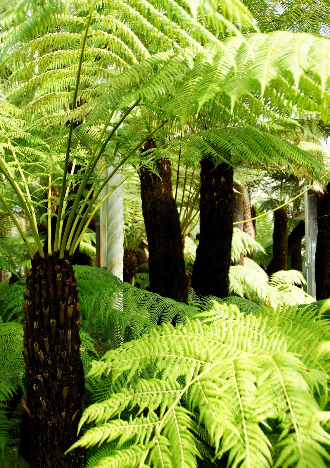 Glasgow Botanical Gardens, vintage and wild carrots