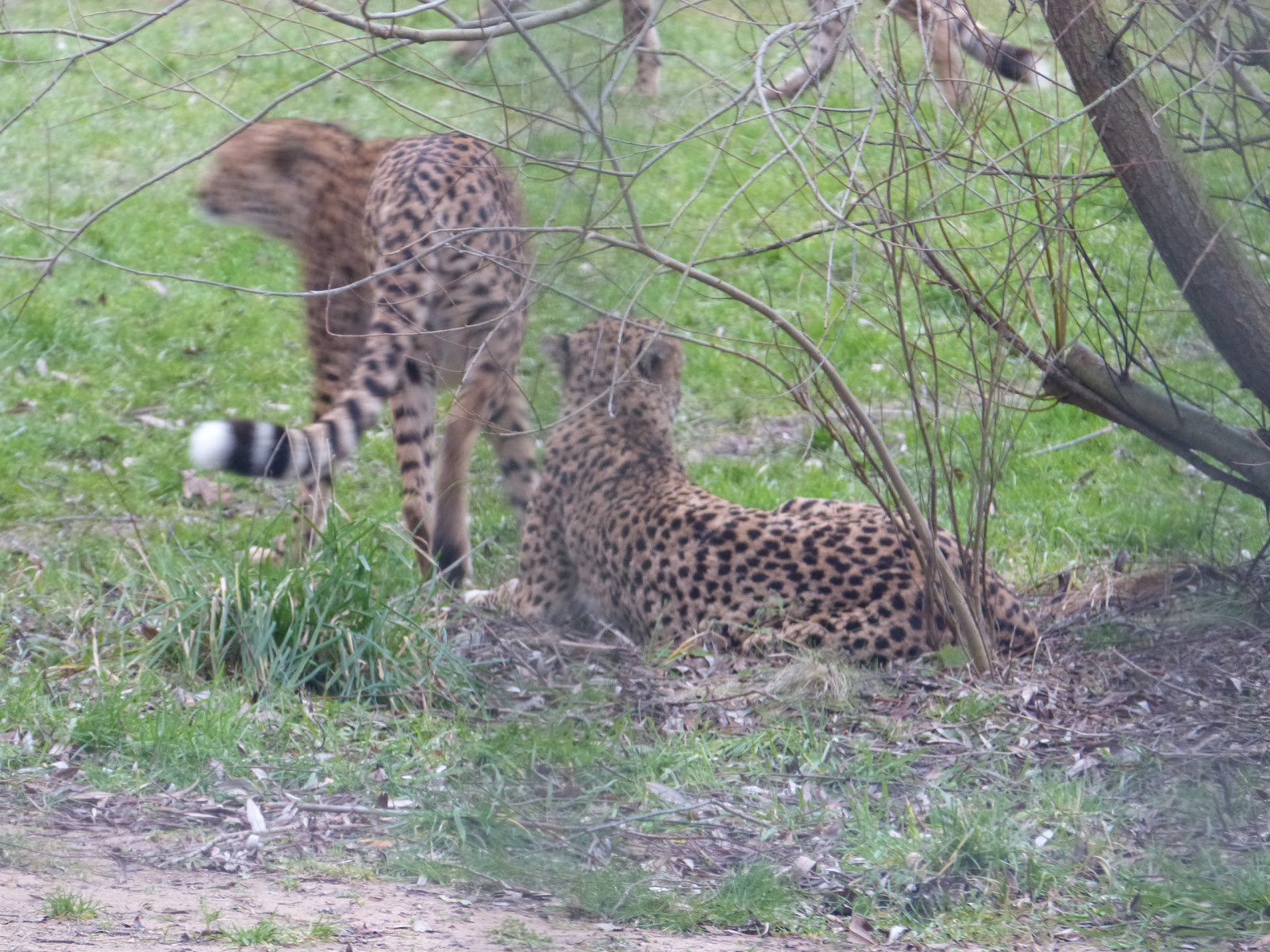 Clutter-Chaos Aaron&co: Big Cats @ Chester Zoo. January 2018