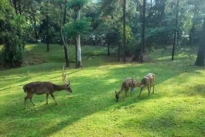 Penangkaran Rusa Ranca Upas : Alternatif Wisata yang Tak Terlewatkan ...