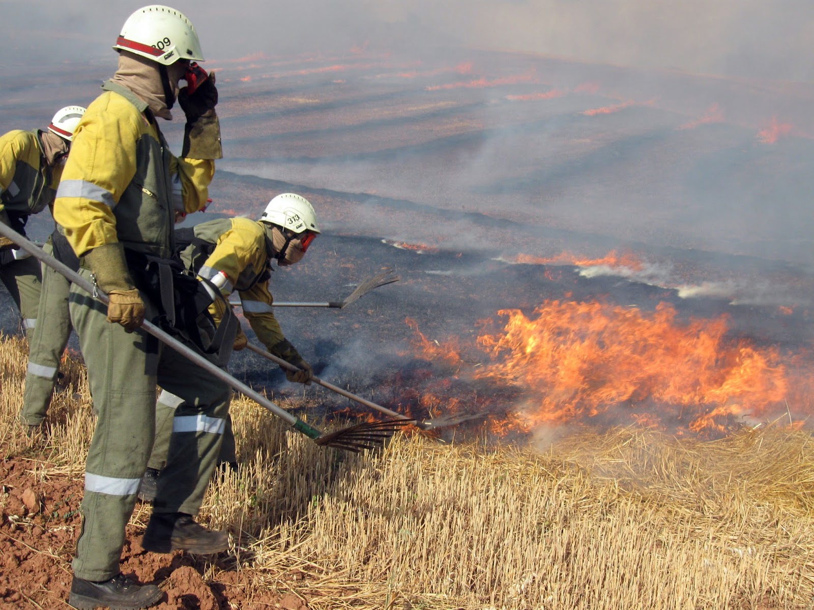 Verde Zona: Causas de un incendio forestal I