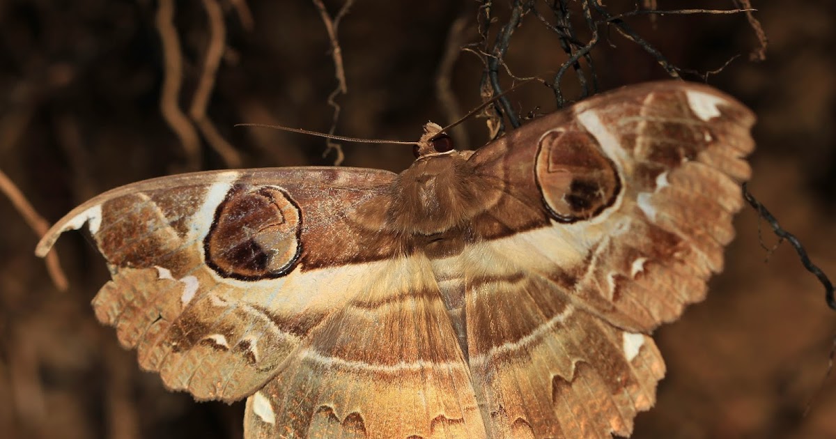 Butterflies of Vietnam: Erebus ephesperis (The Owl Moth)