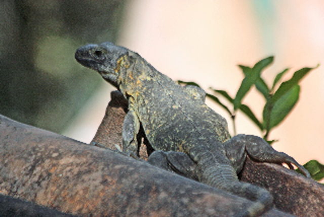 Hawk Migration Notes: The Grey Hawk and the Garrobo