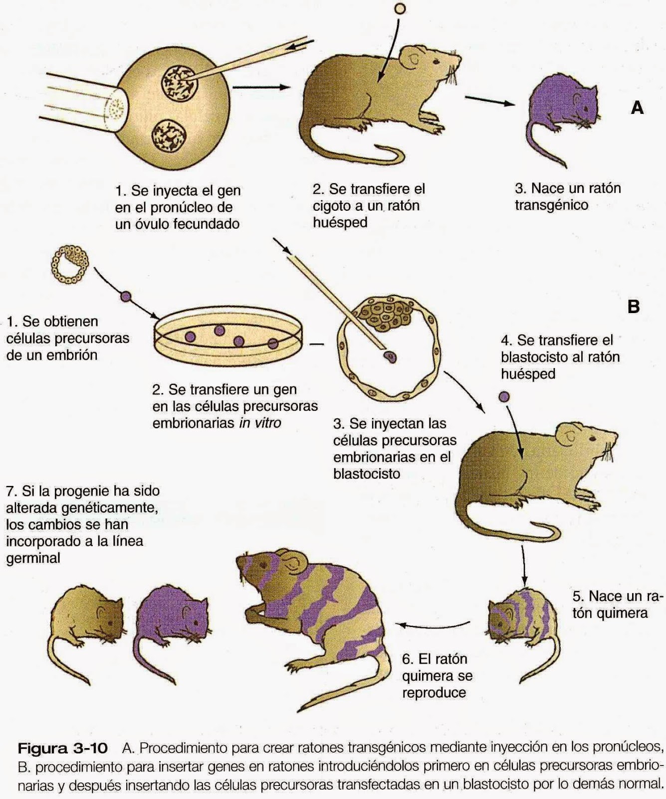 DIABETES: EJEMPLO DE TRANSGÉNICO ANIMAL EN LA DIABETES MELLITUS 2