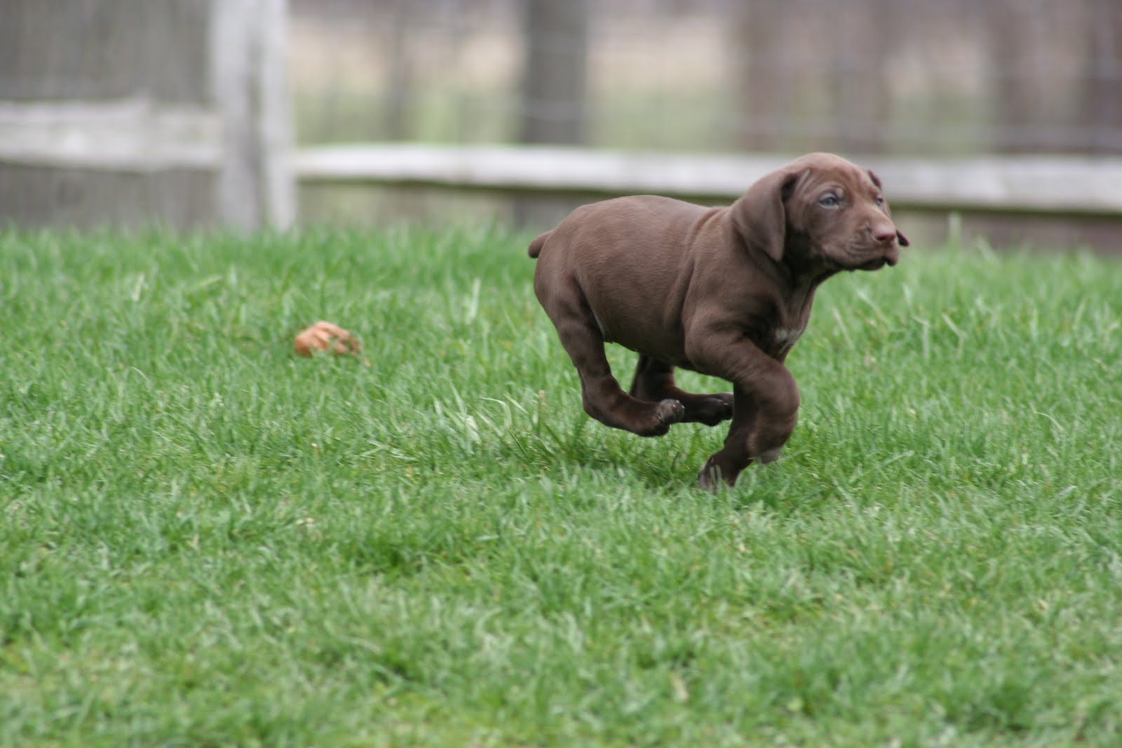 Mapleton Farm Sales List: Liver German Shorthaired Pointers