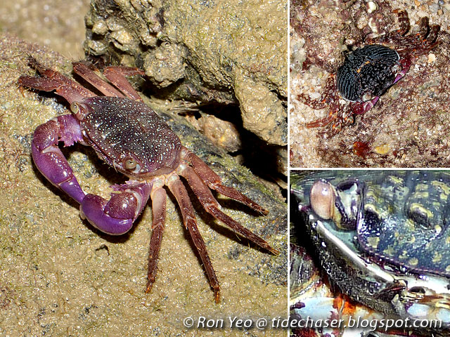 tHE tiDE cHAsER: Grapsid Crabs (Phylum Arthropoda: Family Grapsidae) of ...