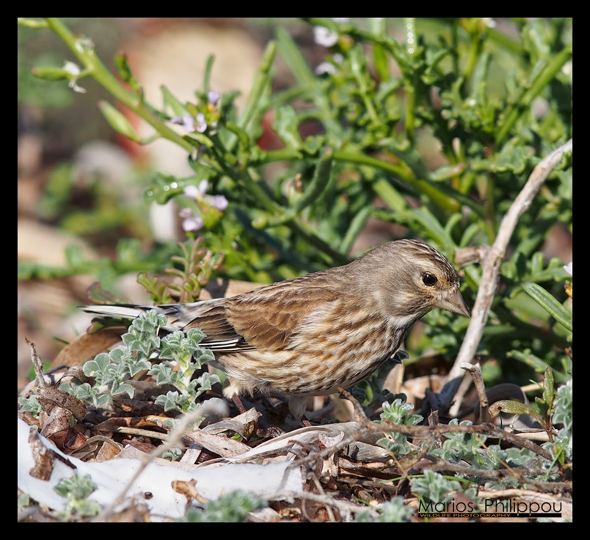 Bird: Linaria cannabina (Common linnet - Φανέτο - Τσακροσγάρτιλο ...