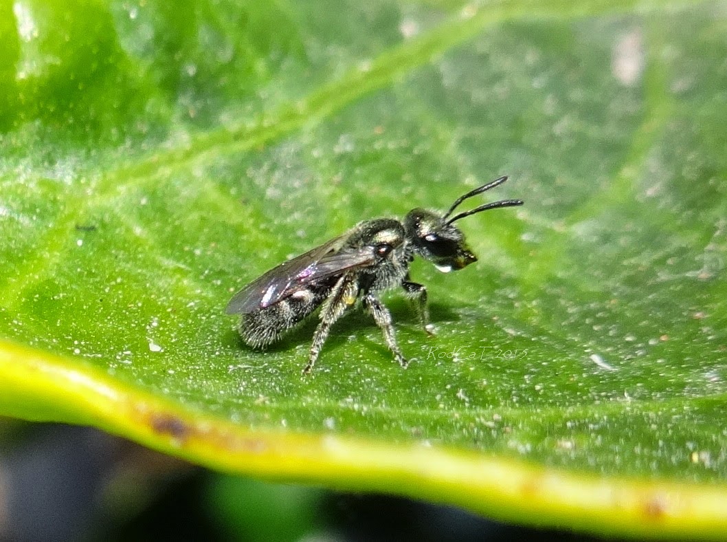Bichos en Antofagasta: Mini abejas... (Halictidae)