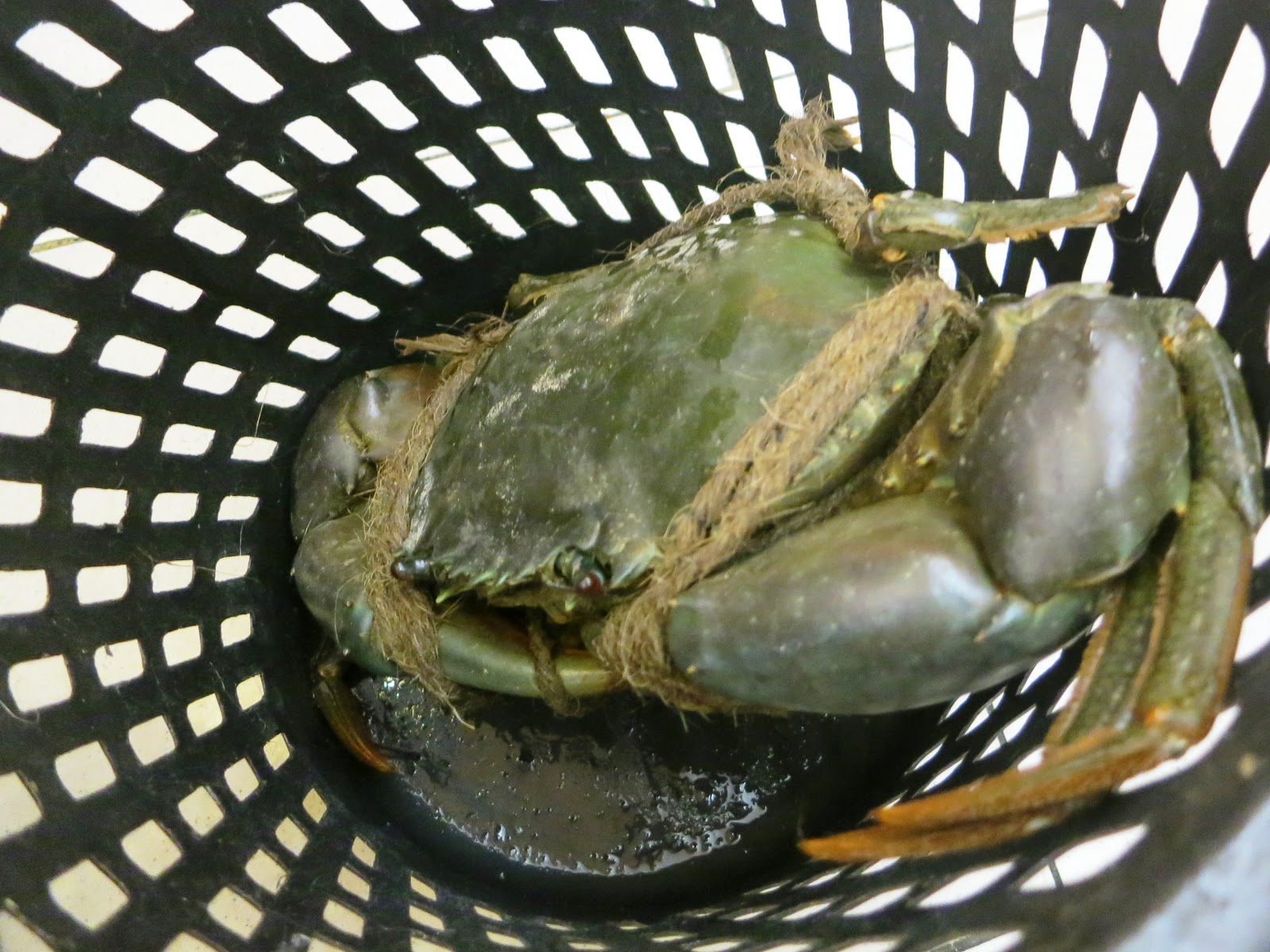 PinkyPiggu: Crabs Night @ Kim's Place Seafood Restaurant