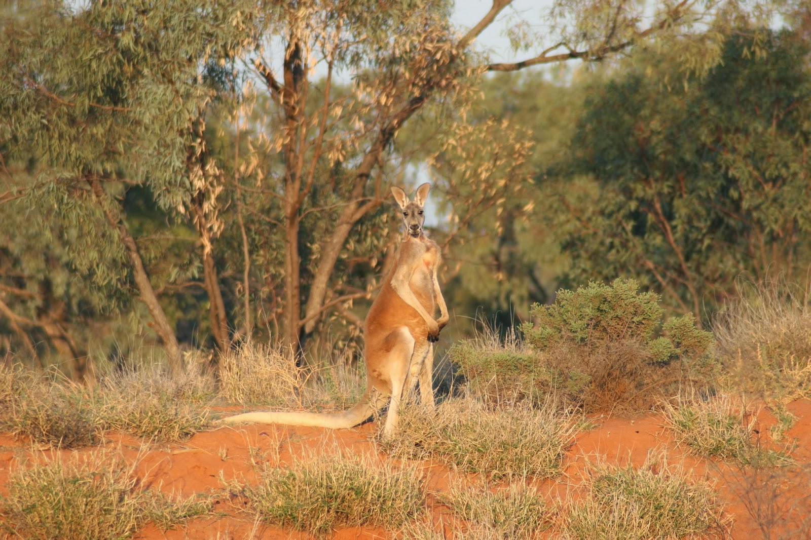 Ray and Maura Travelling Australia: Tibooburra to Bourke