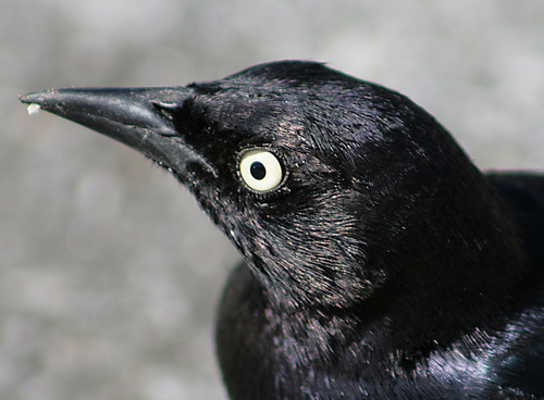 Istanbul's Stranger: WTF Is It? Thoughts On Bugs