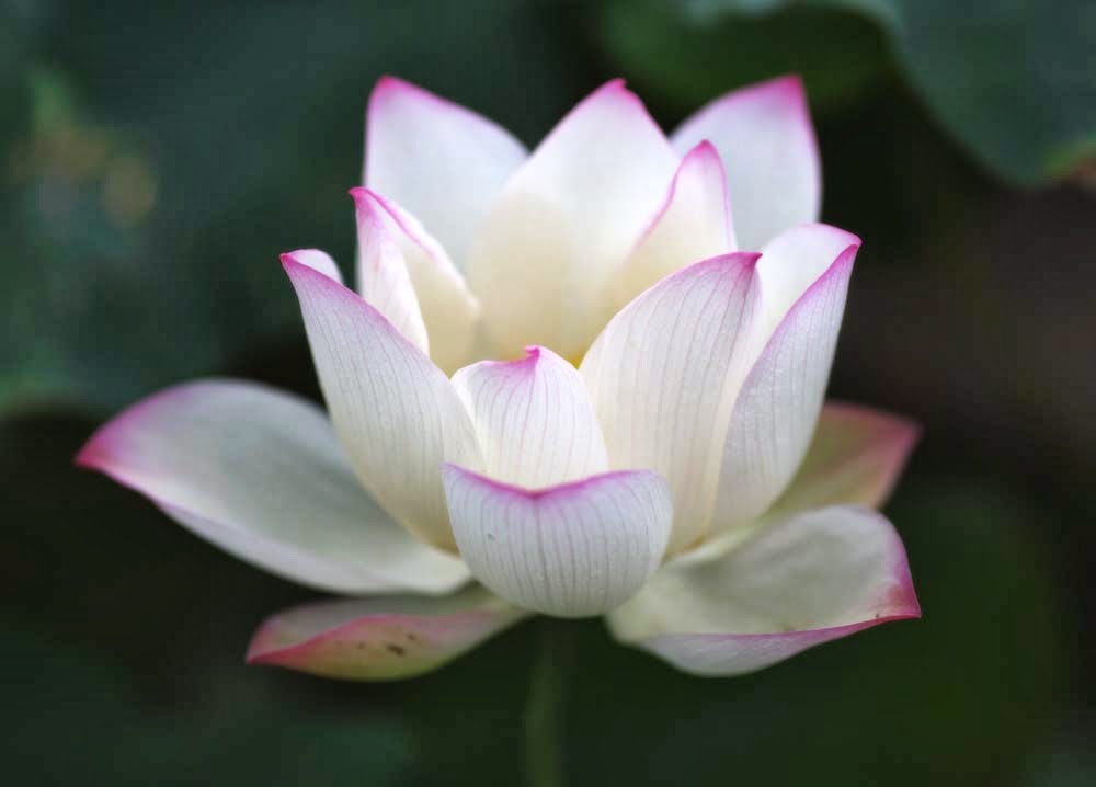el patio de mi abuela: Flor de loto