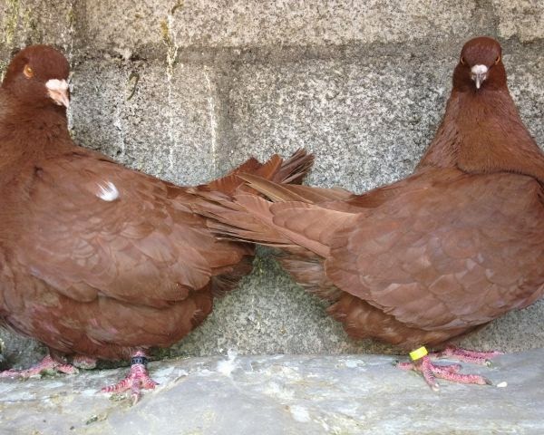 Mymensingh Pigeon & Bird Club: Pigeon Photo Gellary