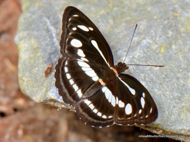 The Forested Path (and Beyond): BUTTERFLIES of RAUB: The Lance Sergeant ...
