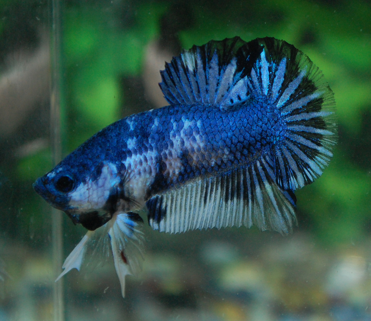 Betta Fish Afira: Betta HMPK Line Thai Fancy ( SOLD OUT )